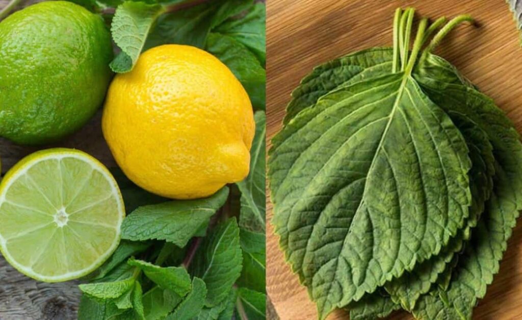 5 cách xông lá tía tô chuẩn để sáng da mặt và ngừa mụn - Dongy365 - Các bài thuốc chữa bệnh quý báu